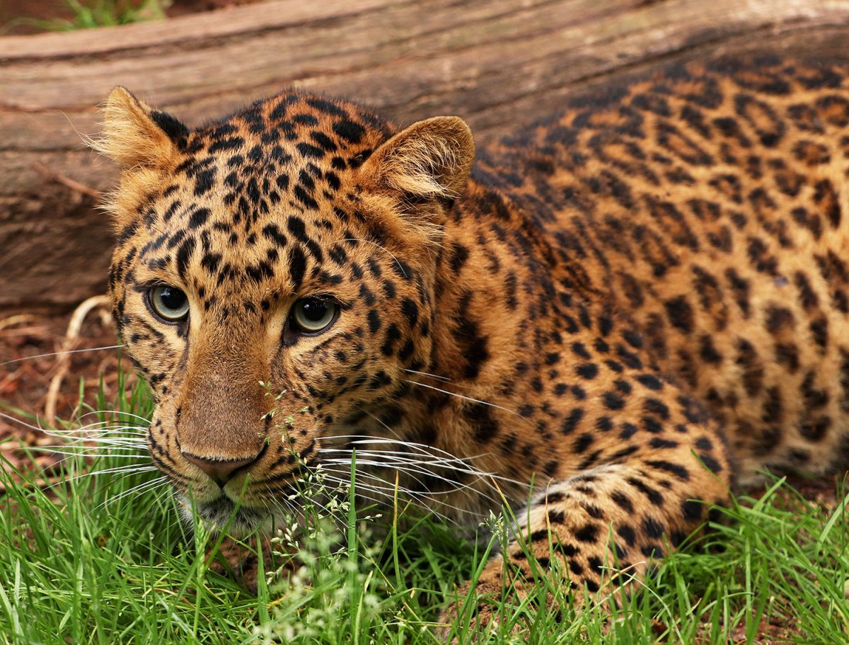 Zoological and botanical garden Plzen | Zoo Plzeň